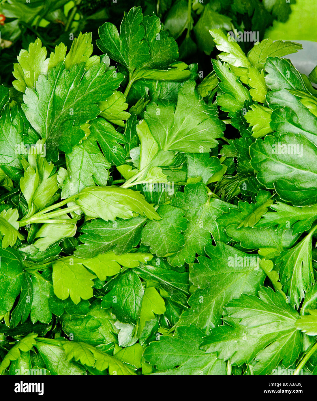 Corriander leaves hi-res stock photography and images - Alamy