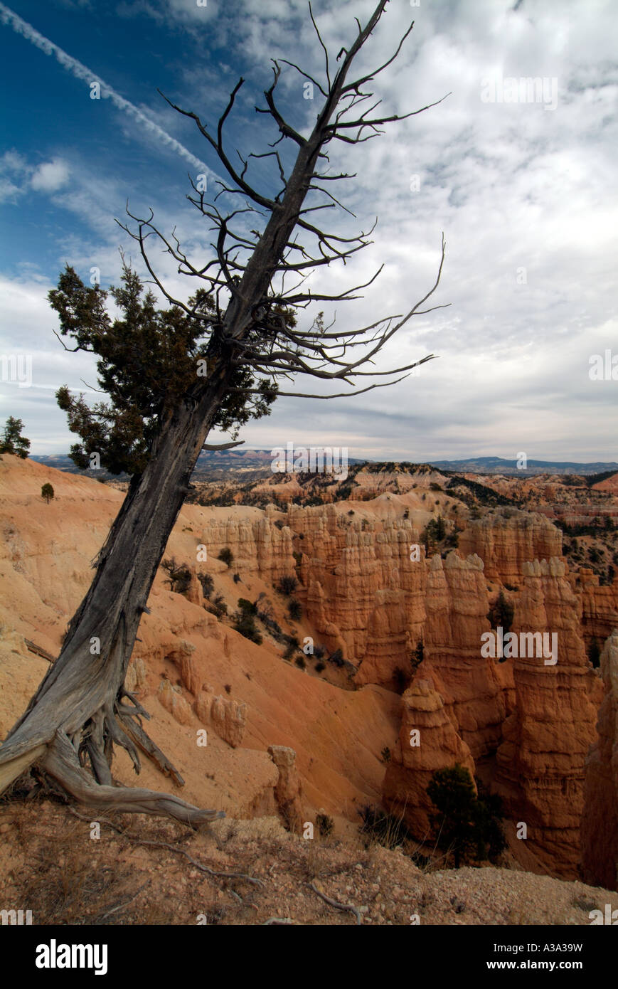 red sandstone hoodoo rock formations and green coniferous trees bryce ...