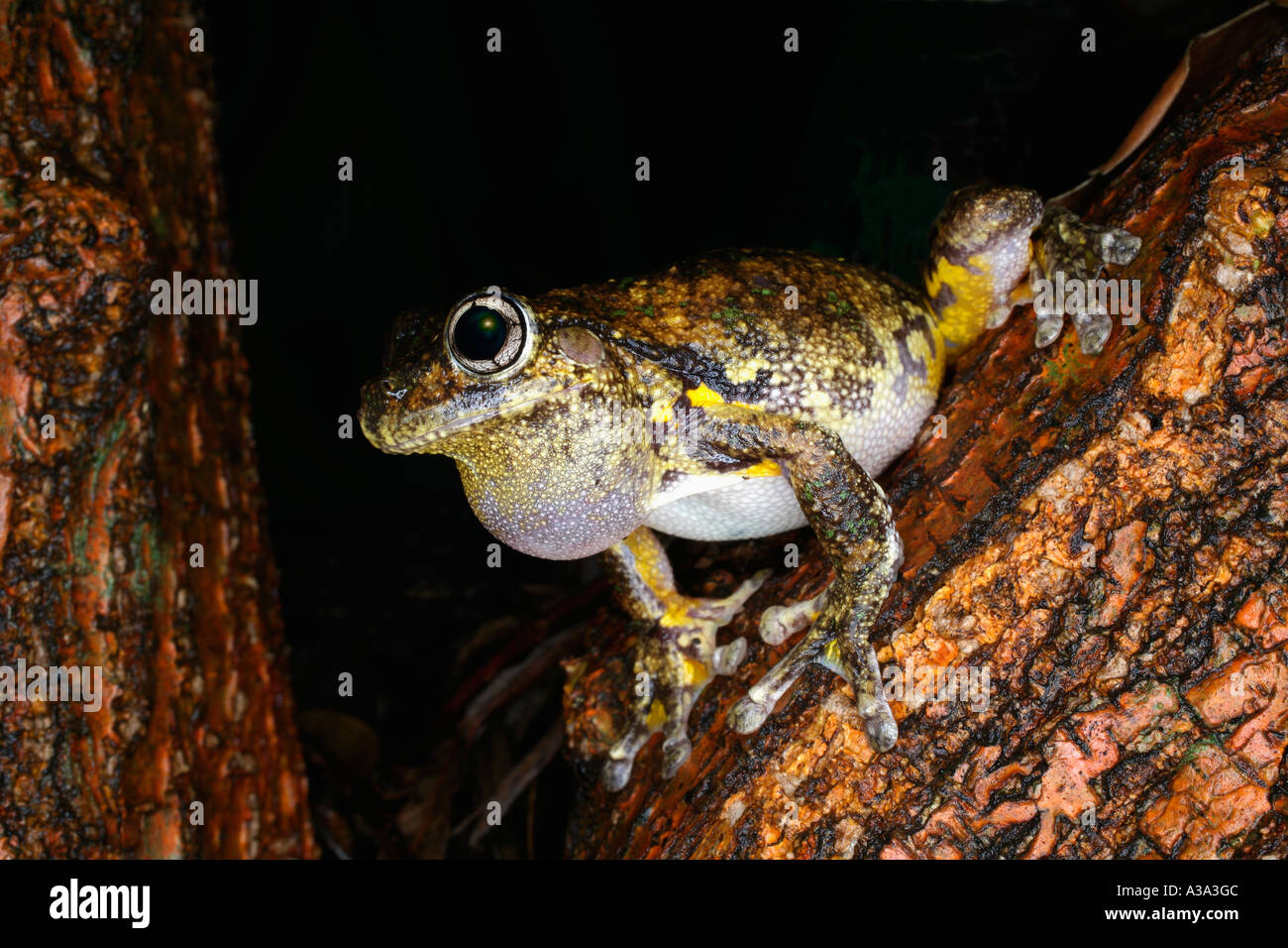A Peron's Tree Frog, Litoria peronii, calling at night Stock Photo - Alamy