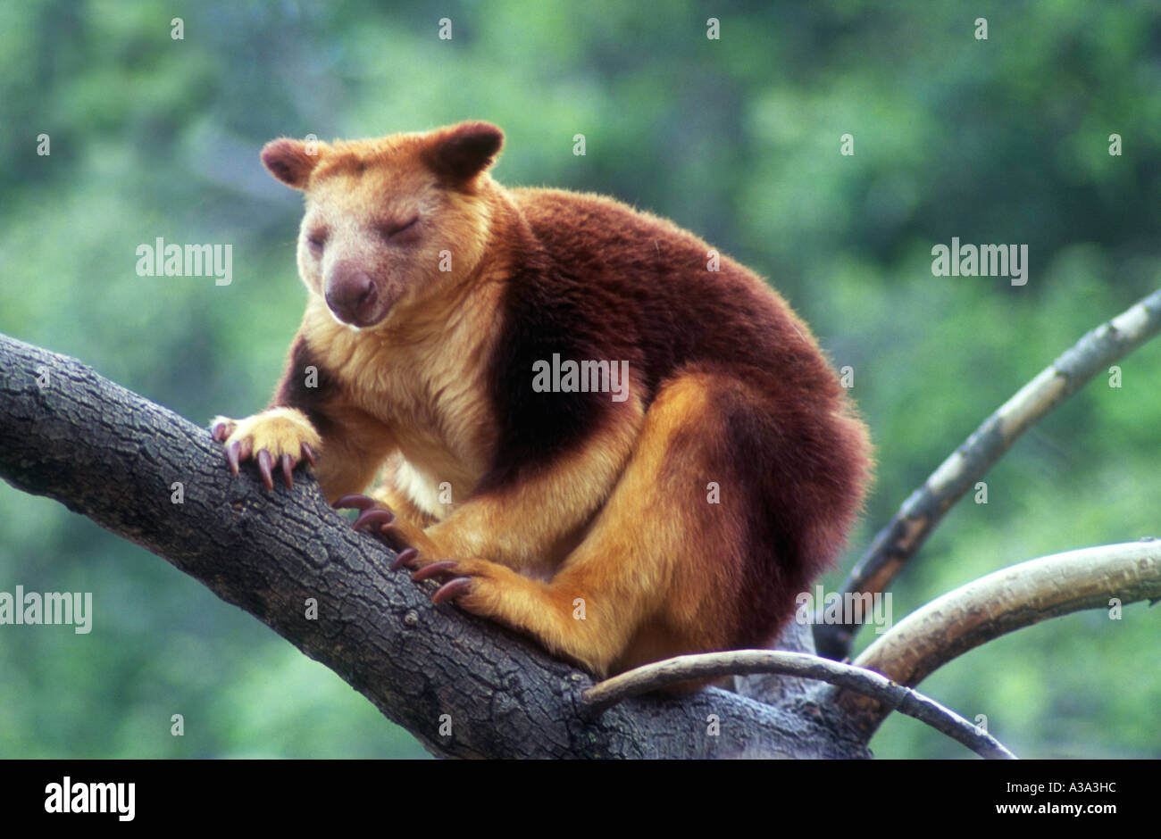 Goodfellow's Tree Kangaroo, Dendrolagus goodfellowi Stock Photo - Alamy