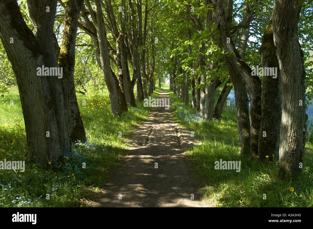 A path under the trees Stock Photo - Alamy