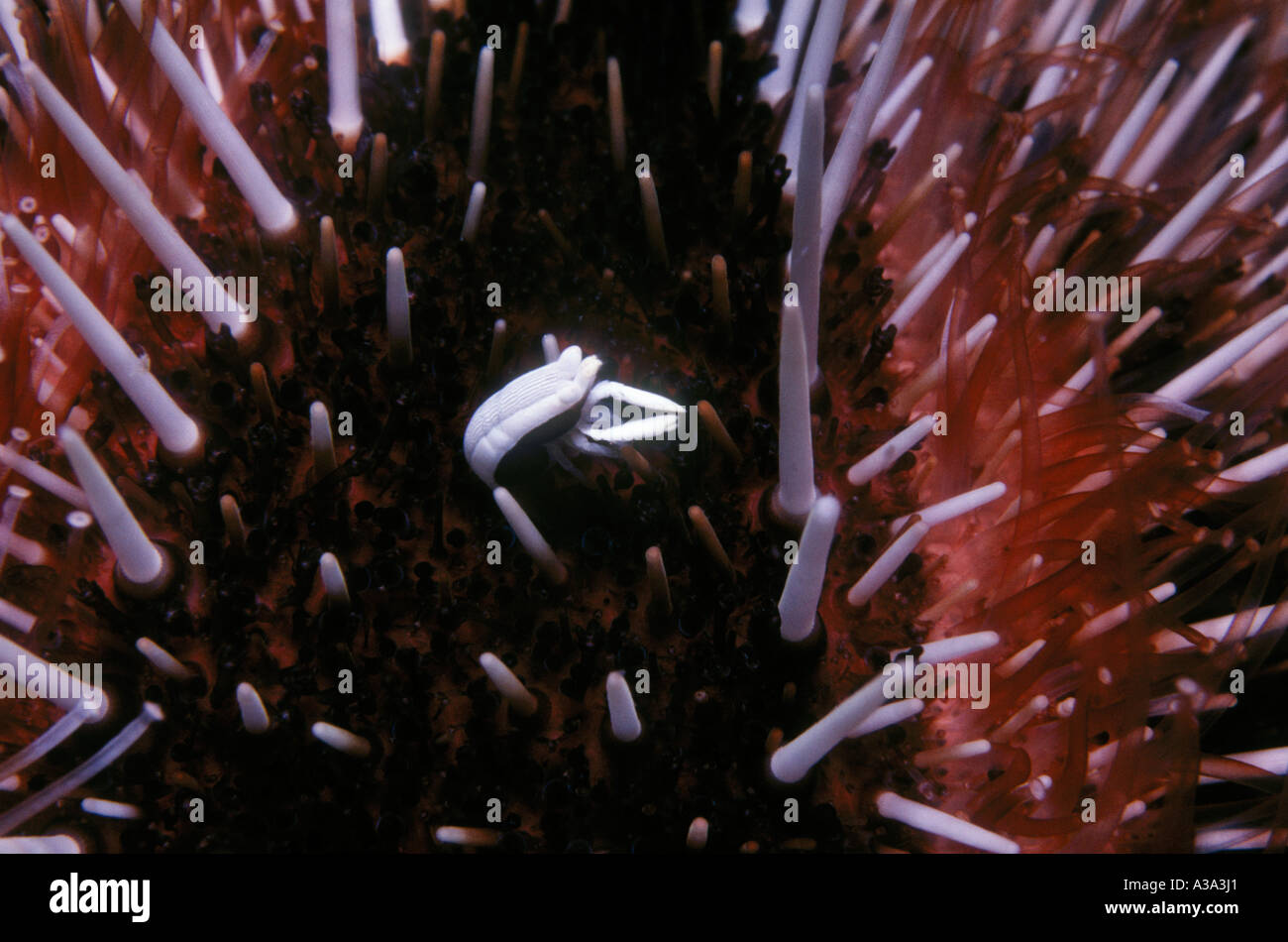 Urchin Shrimp, Gnathophylloides mineri Stock Photo - Alamy