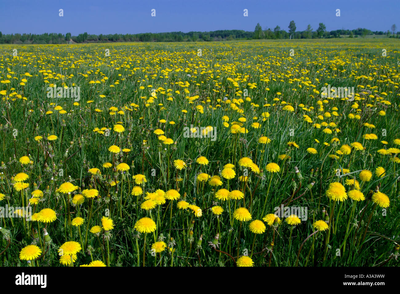 Field full of dandelions Stock Photo - Alamy