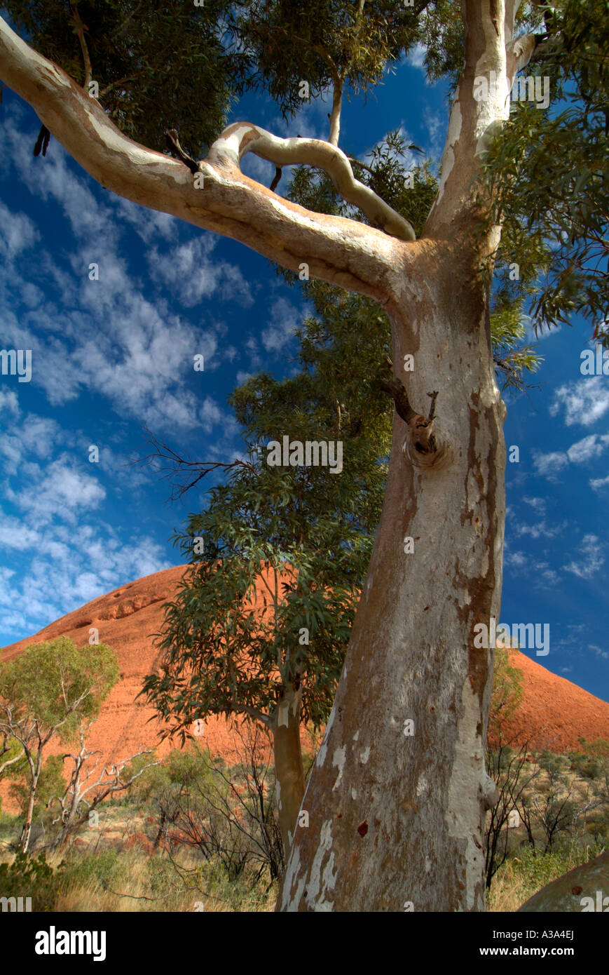 Ghost gum tree hi-res stock photography and images - Alamy
