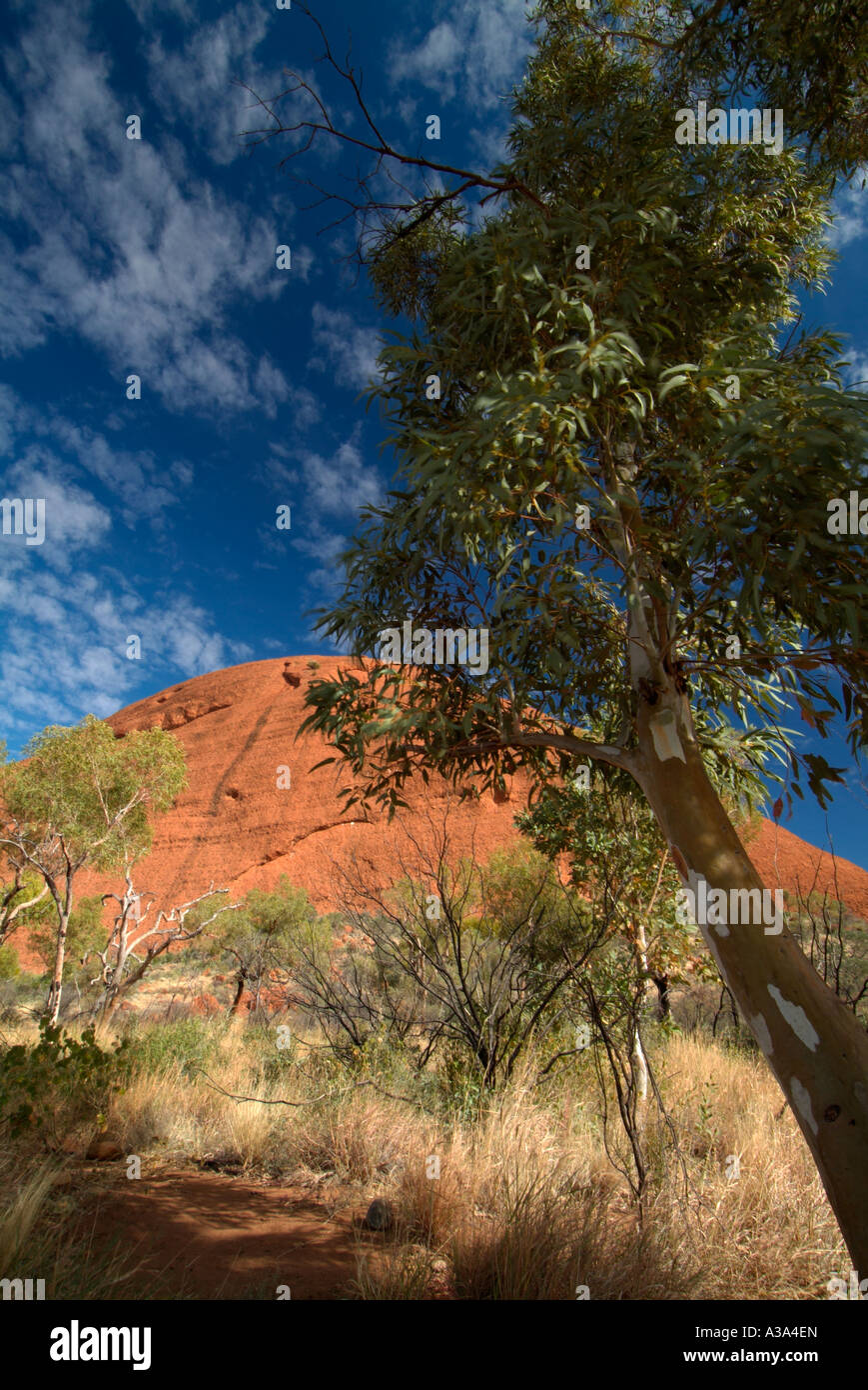 Ghost gum tree with blue sky and red sandstone dome Stock Photo - Alamy