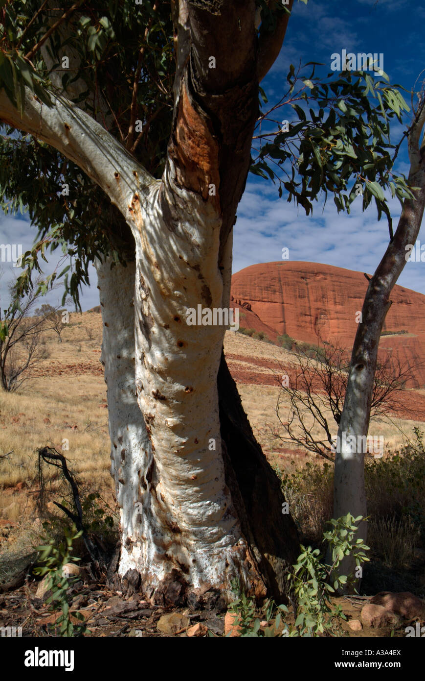 Ghost gum tree with blue sky and red sandstone dome Stock Photo - Alamy