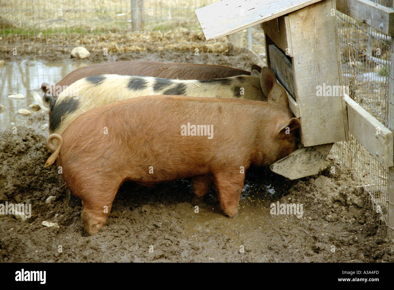 Pigs eating at farm Stock Photo - Alamy