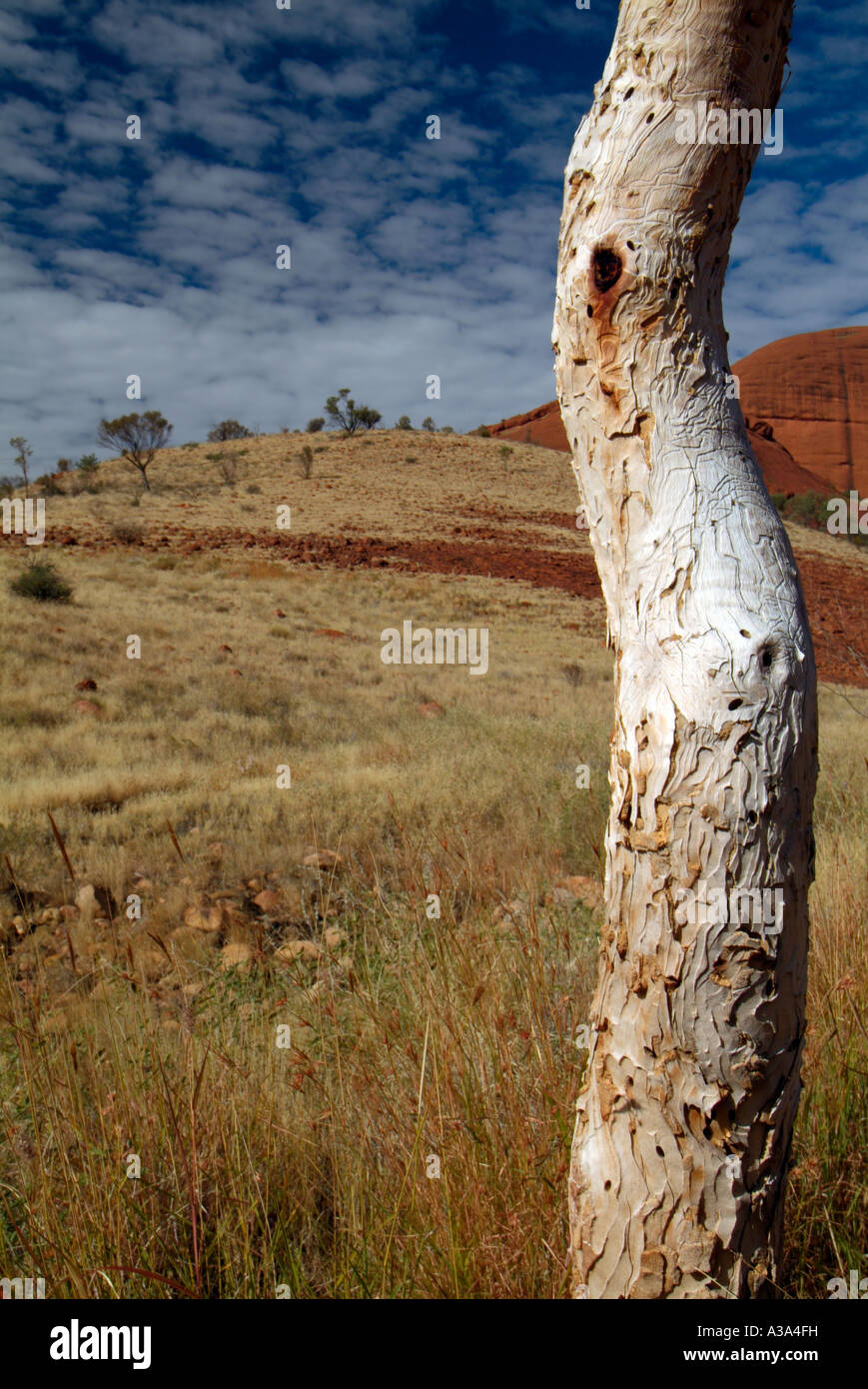 Decayed ghost gum tree with termite tracks along the length of the ...