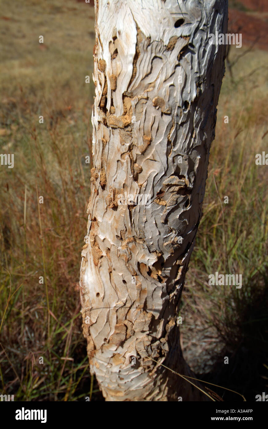Decayed ghost gum tree termite hi-res stock photography and images - Alamy