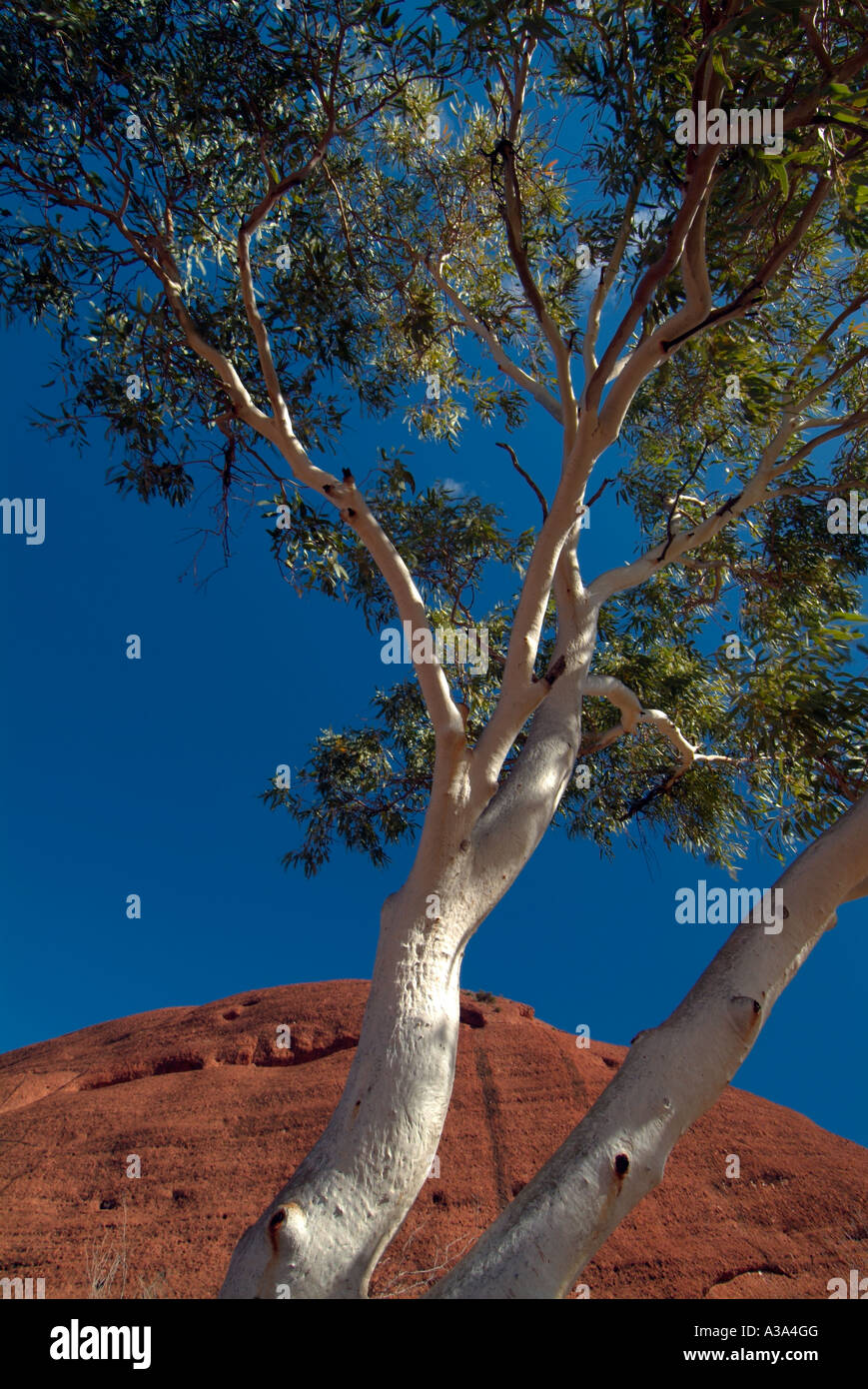 Ghost gum tree with white bark against blue sky and red sandstone dome ...