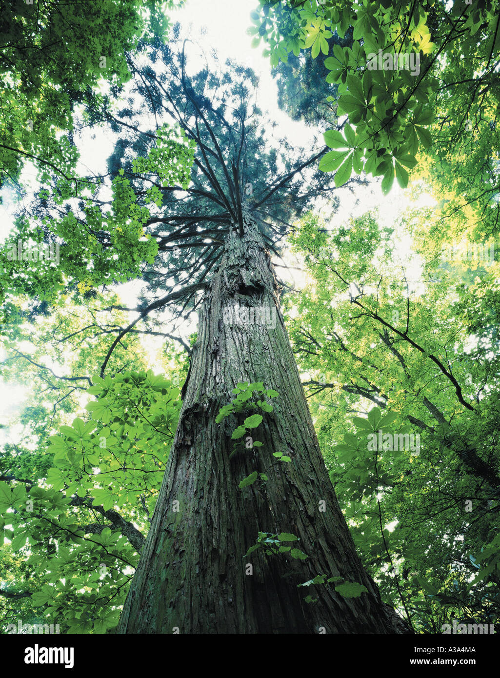 Outdoor exterior day daytime daylight tree one low angle hi-res stock ...