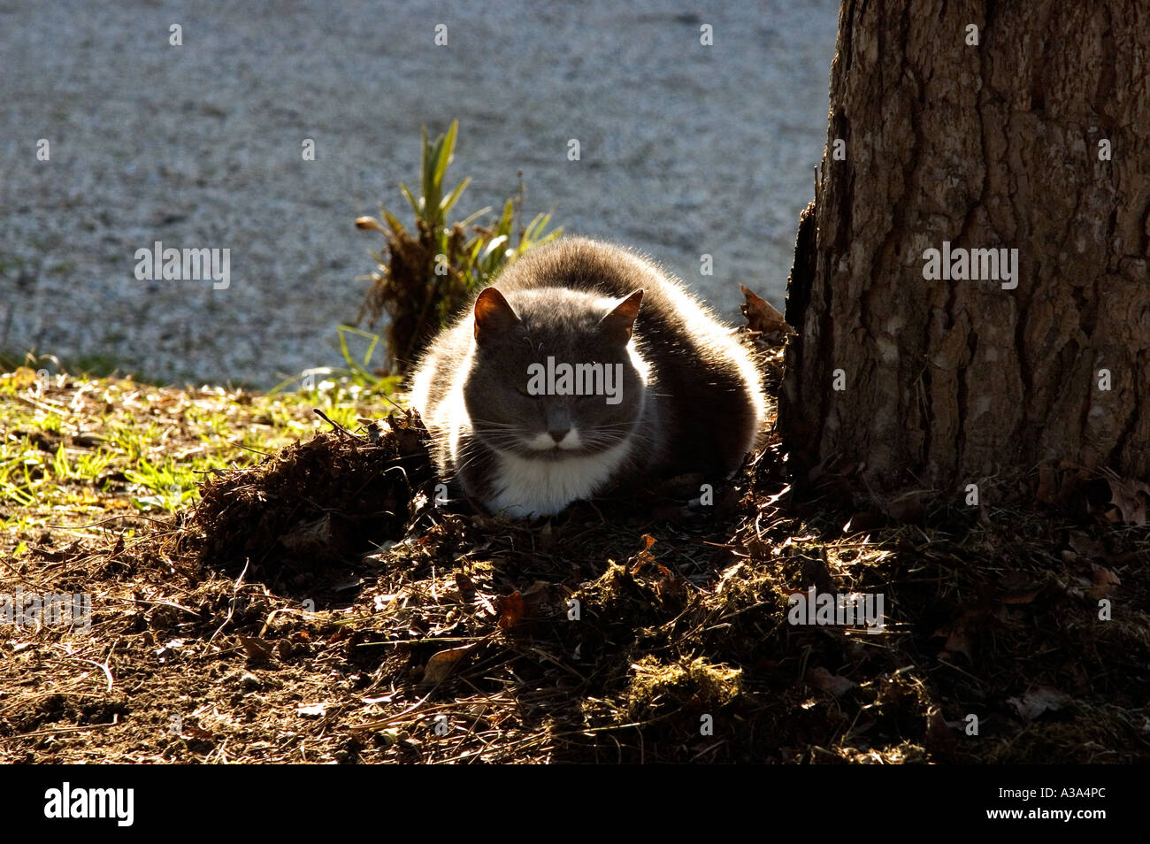 cat crouch near a tree - region of friuli venezia giulia - pordenone ...