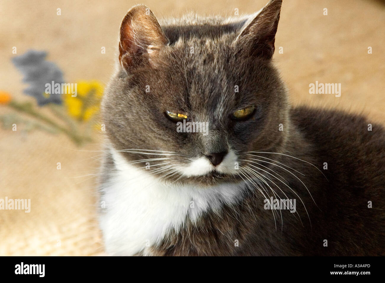 Sneaky cats hairs hi-res stock photography and images - Alamy