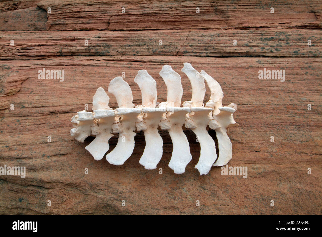 Striated surface hi-res stock photography and images - Alamy