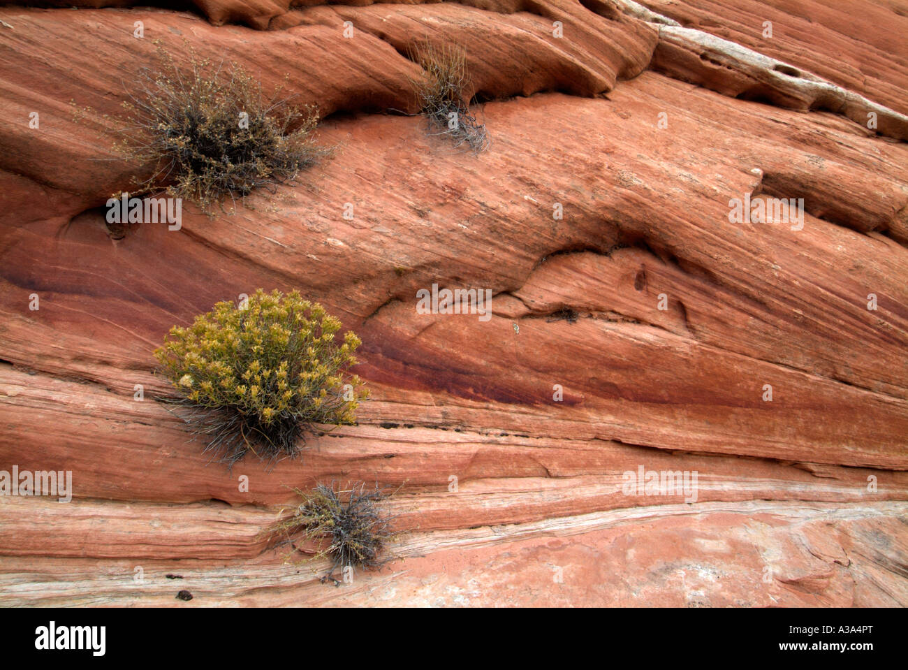 scrub brush tree growing in a rock crevice pariah wilderness area utah ...