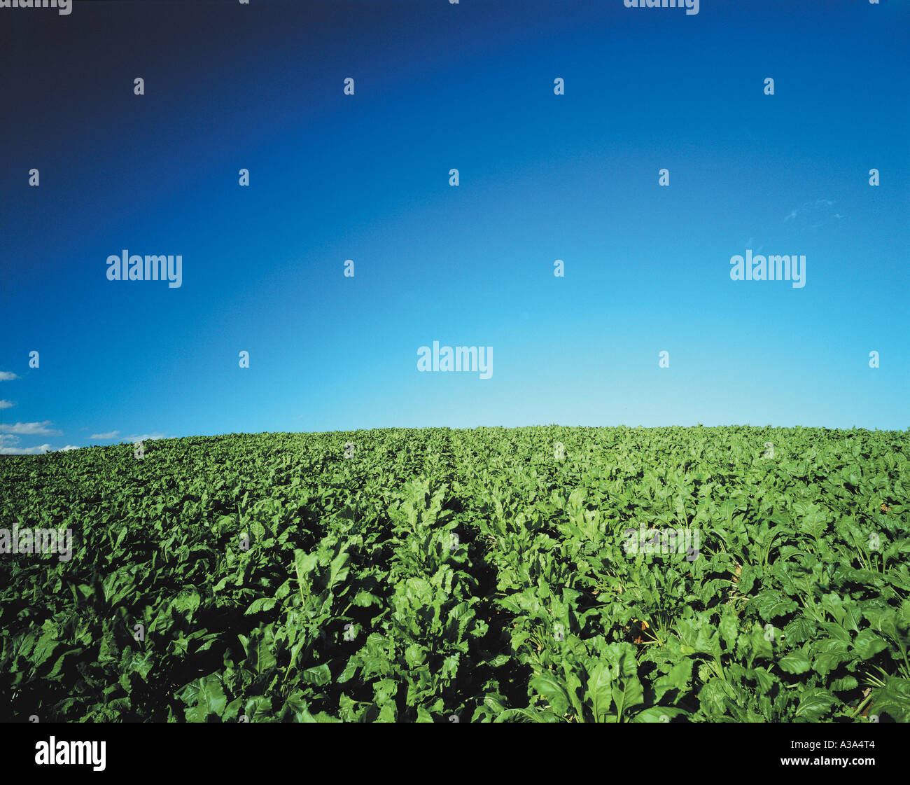 Outdoor daylight farms hi-res stock photography and images - Alamy