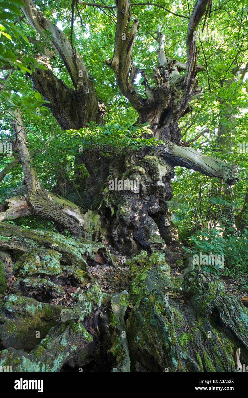 English chestnut hi-res stock photography and images - Alamy