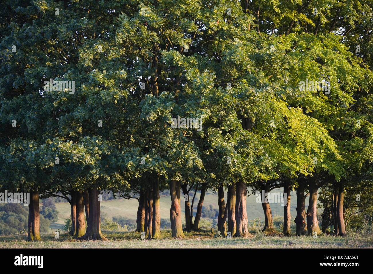 Haresfield Beacon, Gloucestershire Stock Photo - Alamy