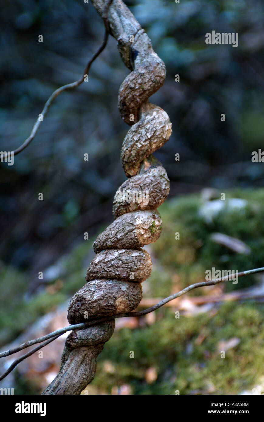 Vine resembling a knotted and twisted thick rope as seen in Lamington ...