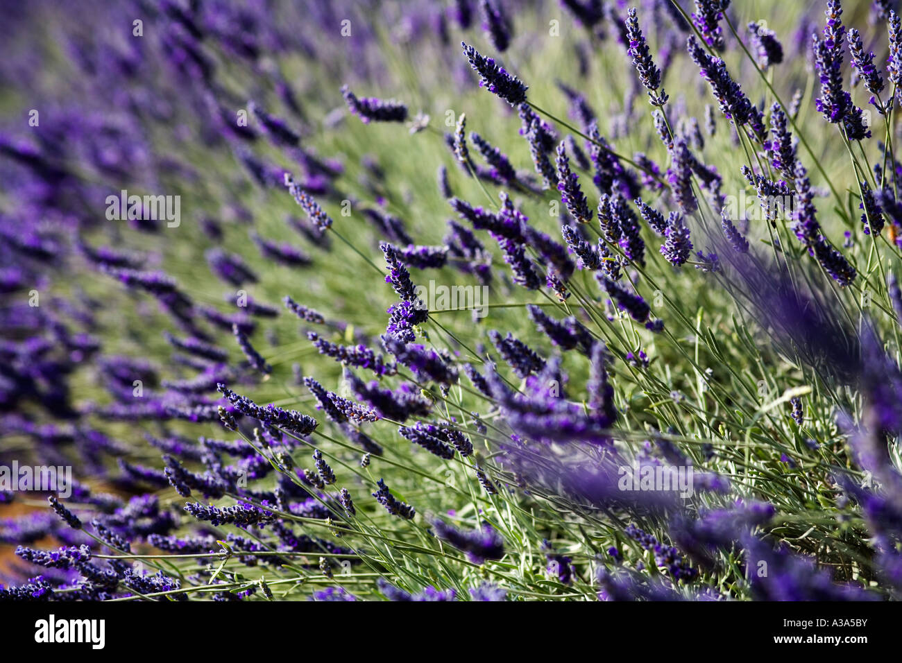 Close up of Lavender in flower Stock Photo - Alamy