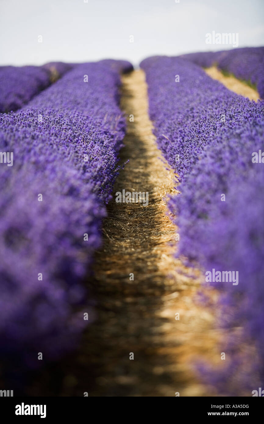 Cotswold summer lavender hi-res stock photography and images - Alamy