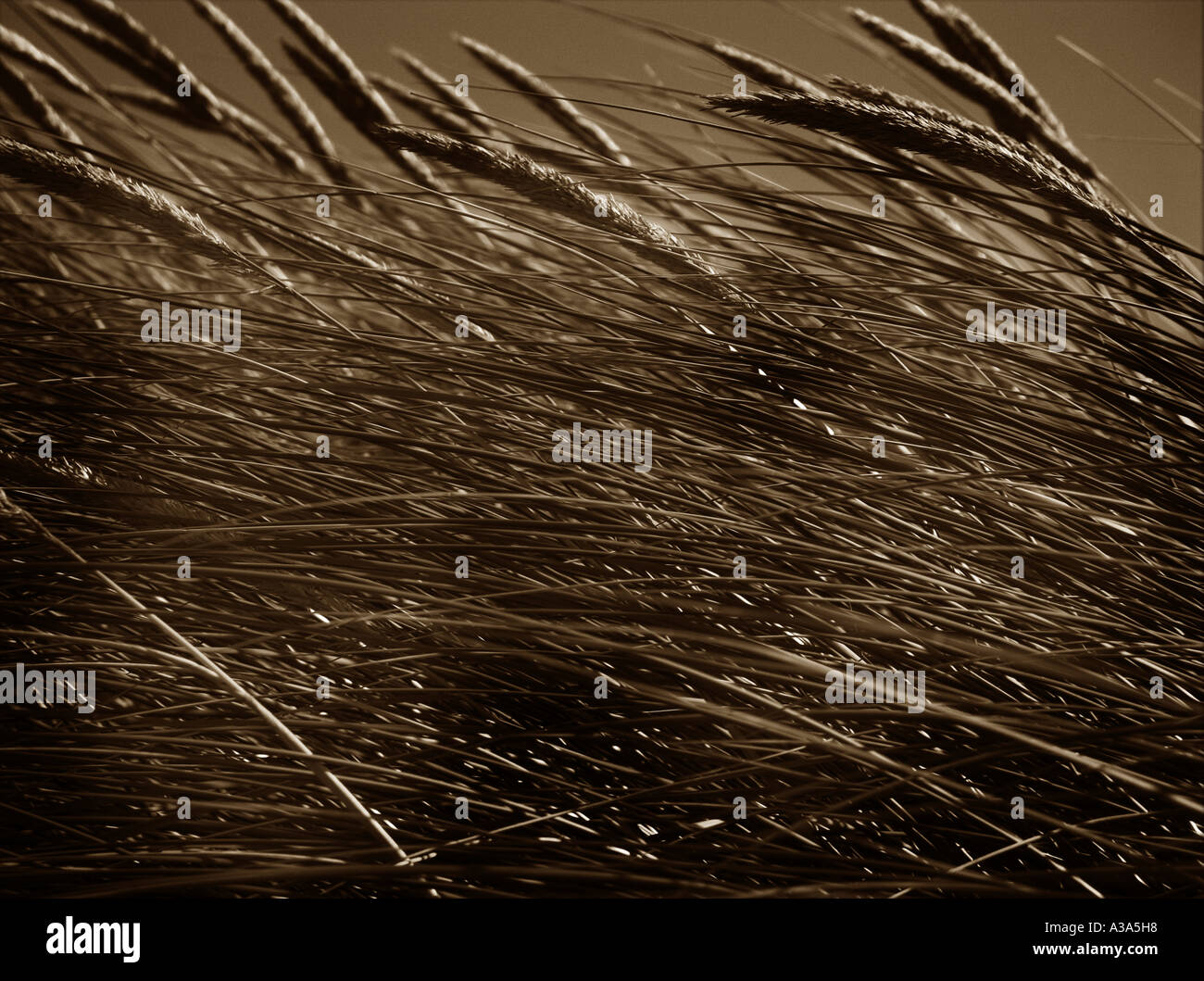 long grass blowing in the wind Stock Photo - Alamy
