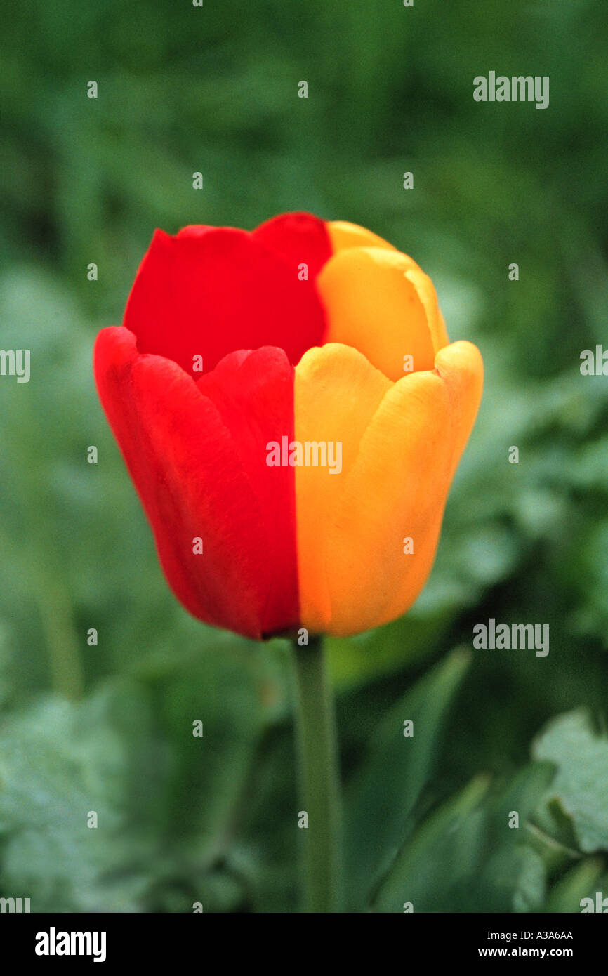 Two Colored Tulip Stock Photo - Alamy