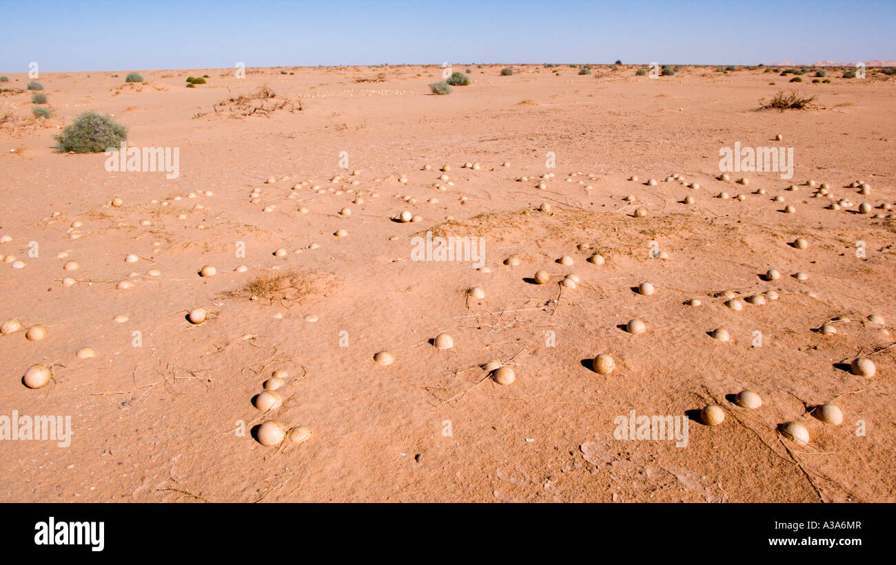 Colocynth plants in the Sahara Desert Libya Stock Photo - Alamy