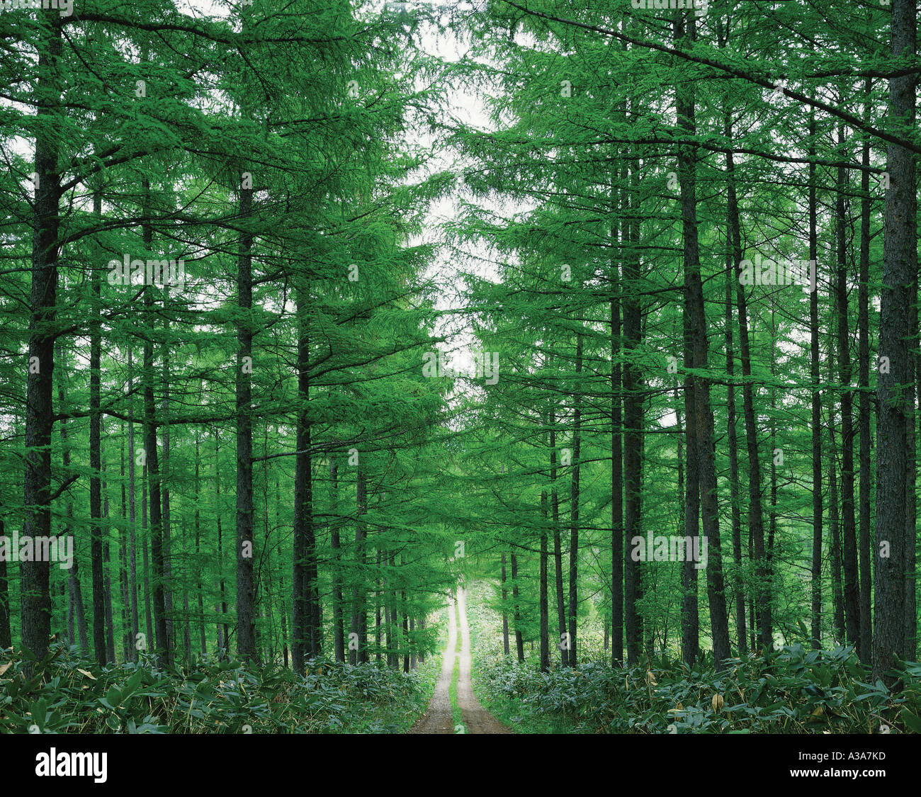 Cheju Halla Mountain High Resolution Stock Photography and Images - Alamy