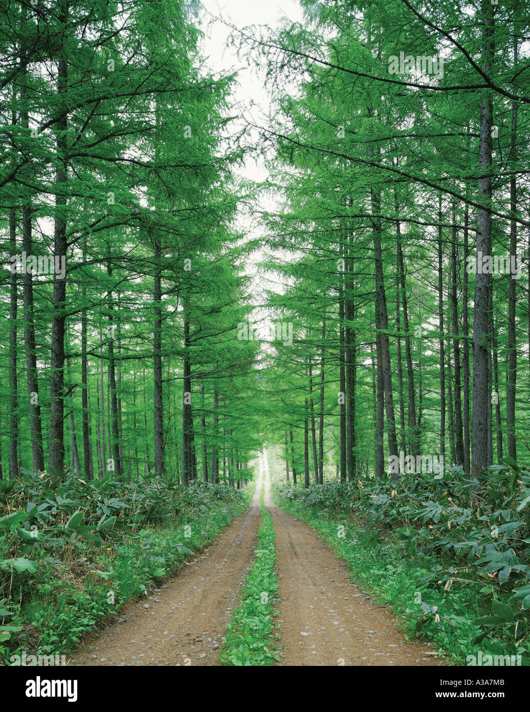 Cheju hi-res stock photography and images - Alamy