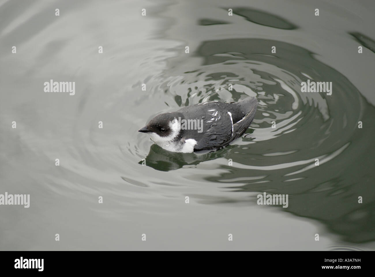 Alkor hi-res stock photography and images - Alamy