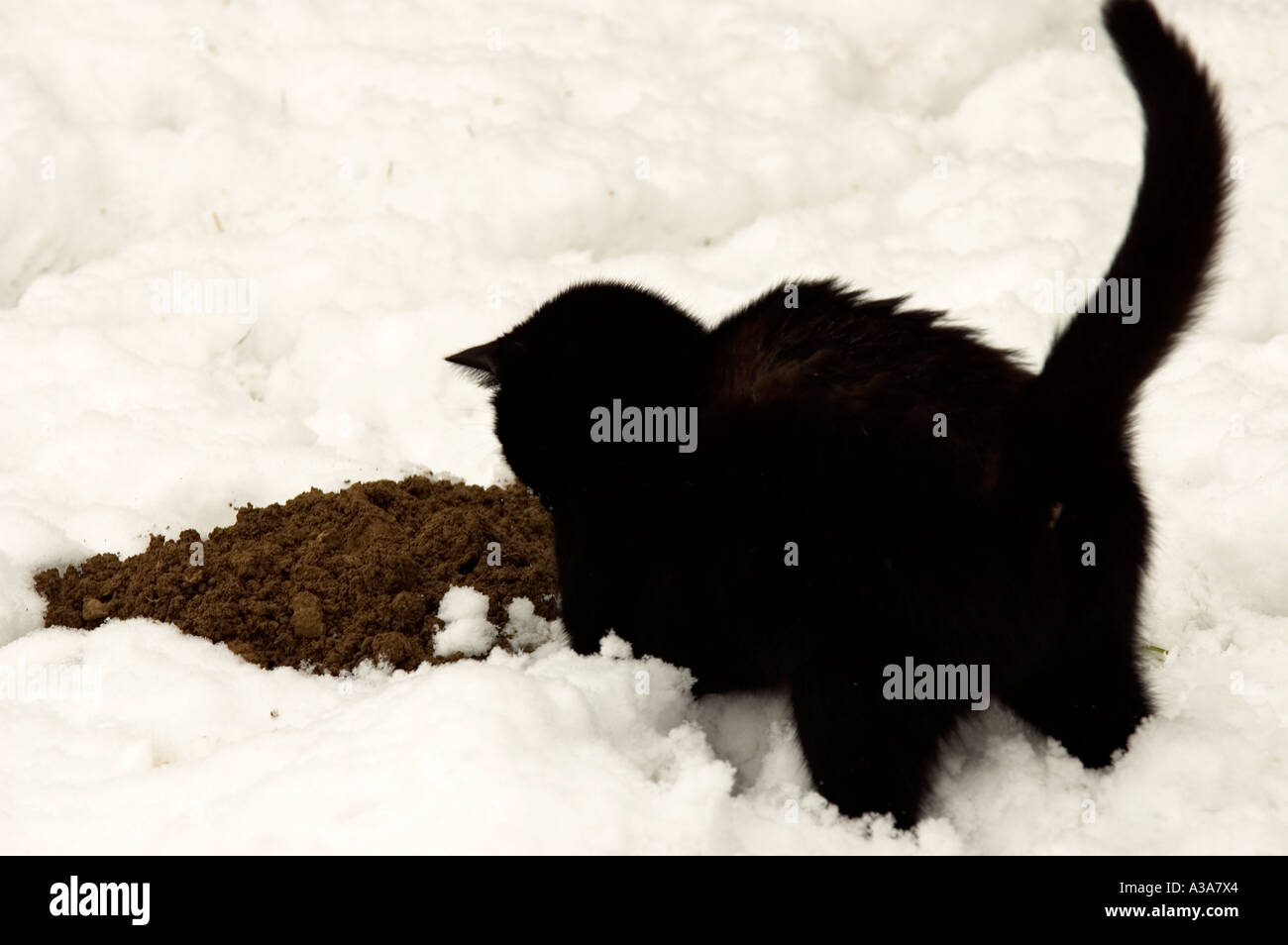 Hunting a mole hi-res stock photography and images - Alamy
