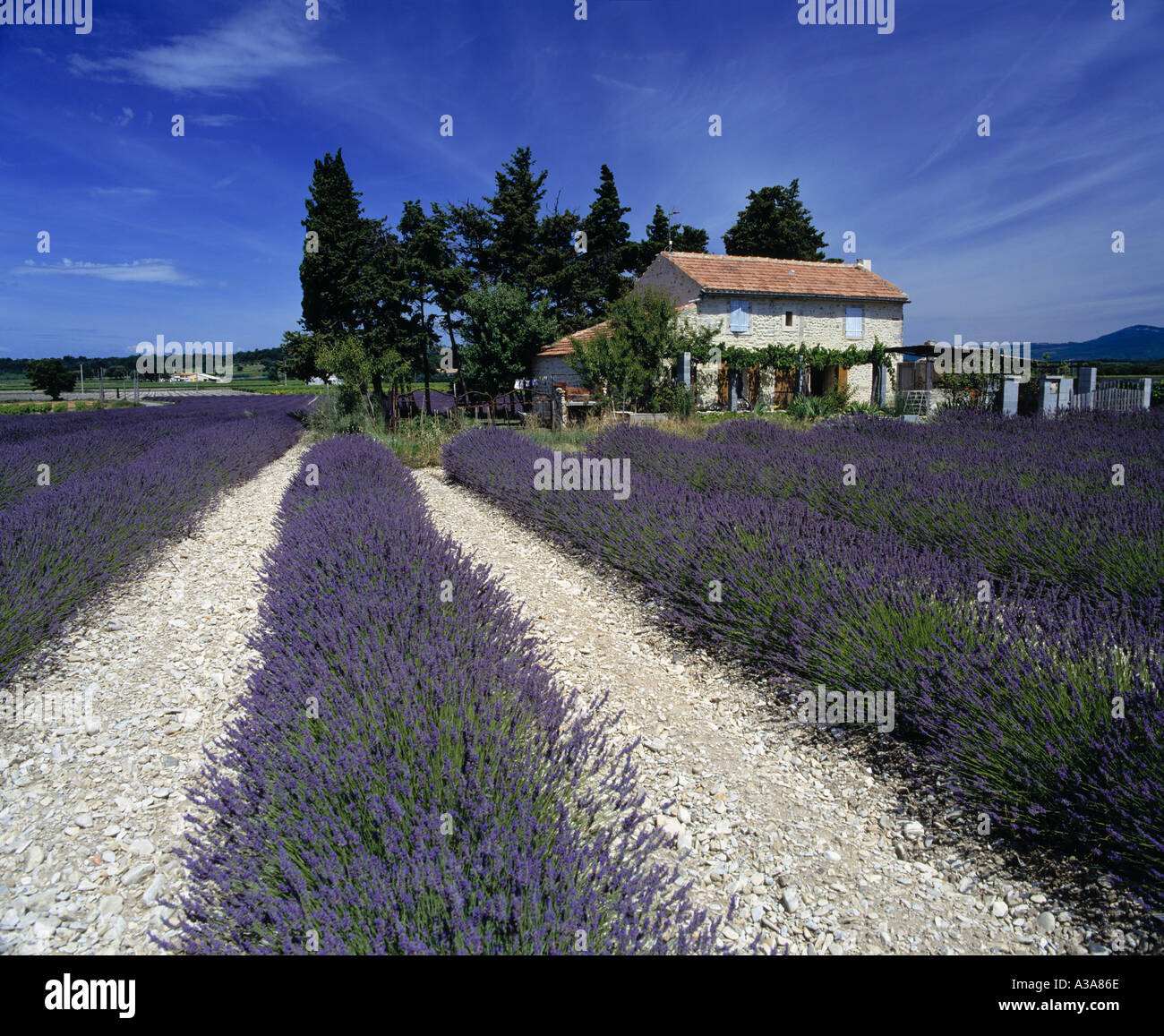 Farmhouse in lavender field Valréas Vaucluse France Provence Stock ...