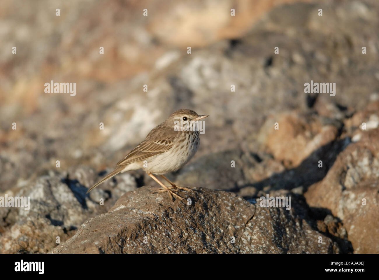 Berthelot’s Pipit (Anthus berthelotii Stock Photo - Alamy