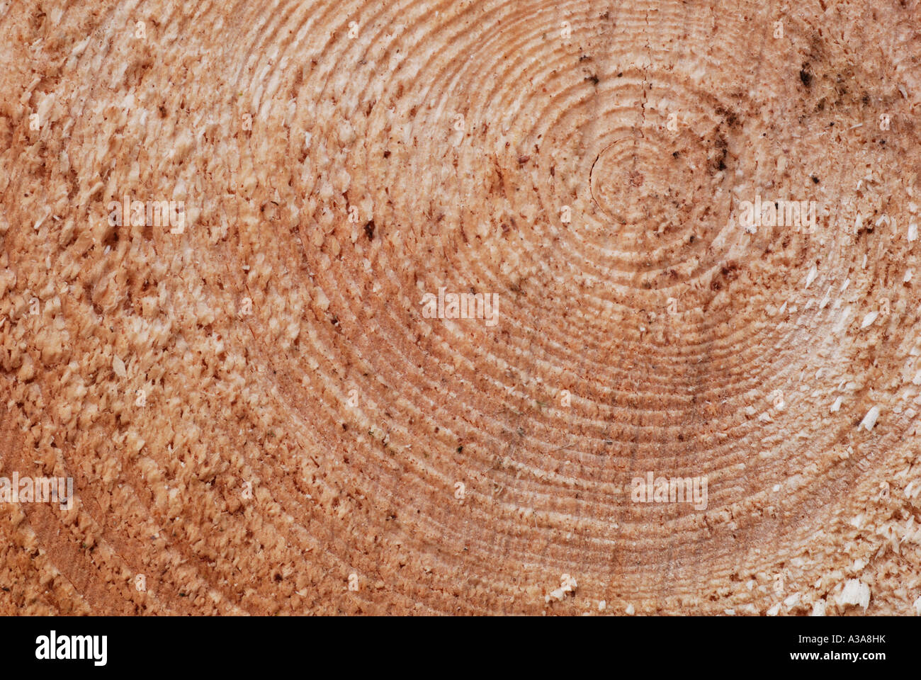 Norway Spruce (Picea abies) growth rings Stock Photo - Alamy