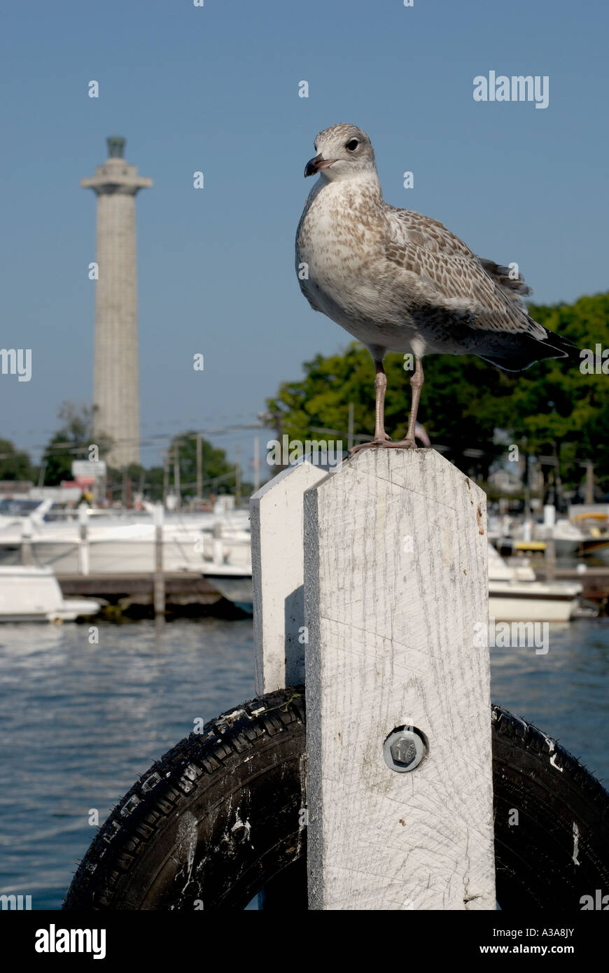 seagull with Put in Bay Perry s Monument in background Stock Photo - Alamy