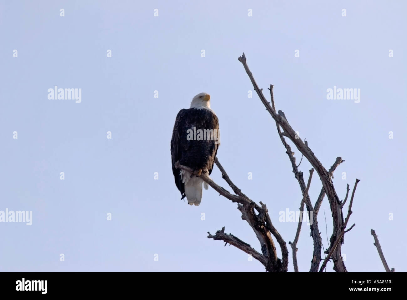 Bald Eagle wild on tree branch Stock Photo - Alamy