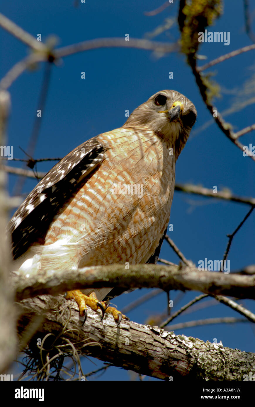 Hawk in Corkscrew Swamp Fla Stock Photo - Alamy
