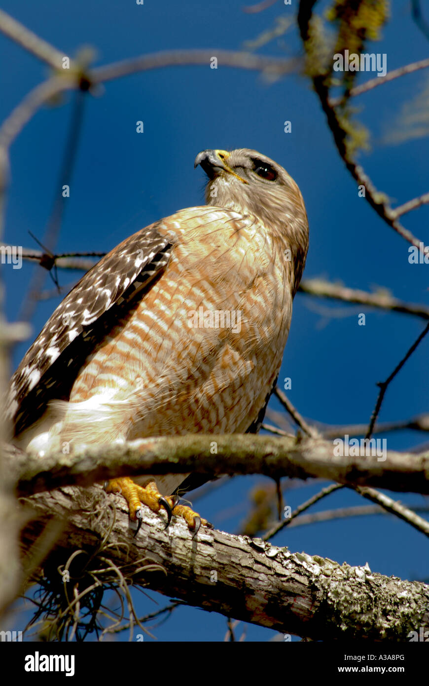 Hawk in Corkscrew Swamp Fla Stock Photo - Alamy