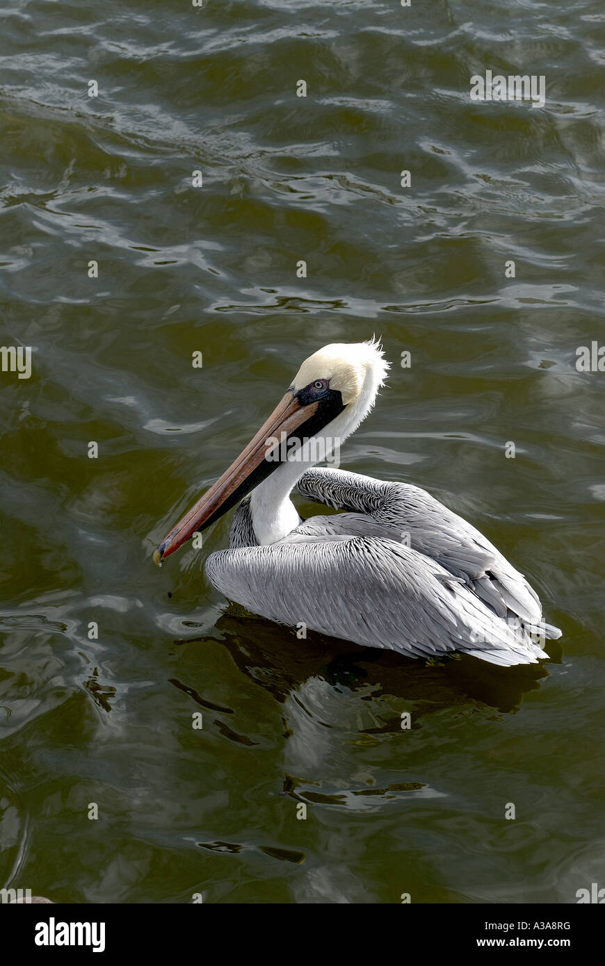 pelicans in Southern Fla Stock Photo - Alamy