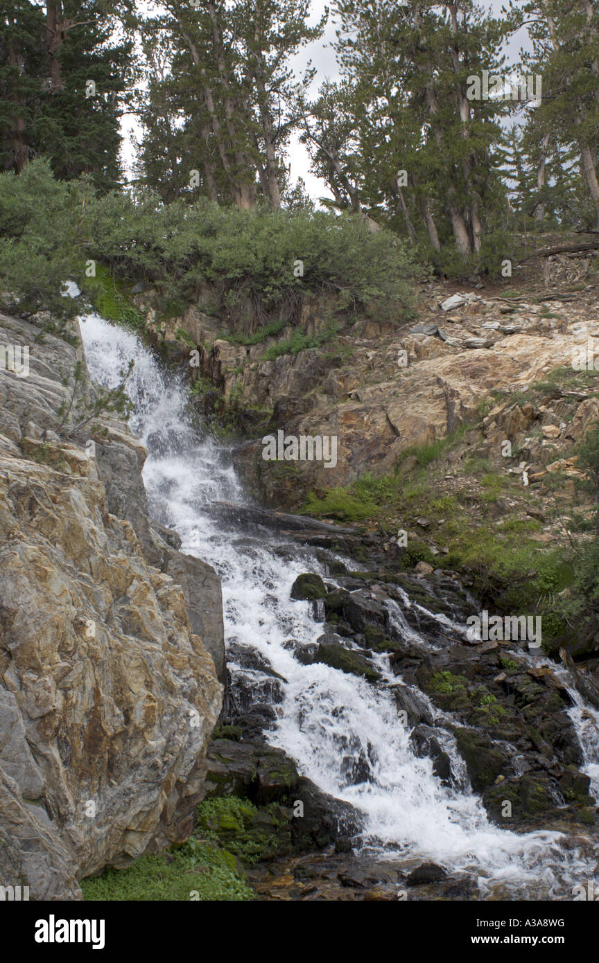 mountain stream cascades through forestmountain stream cascades through ...