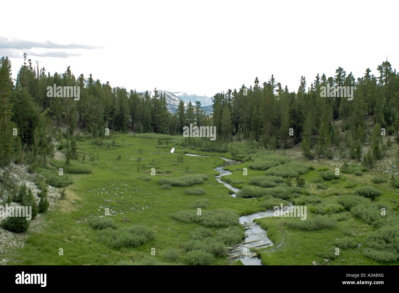 Sky Meadows in Mammoth Lakes Stock Photo - Alamy