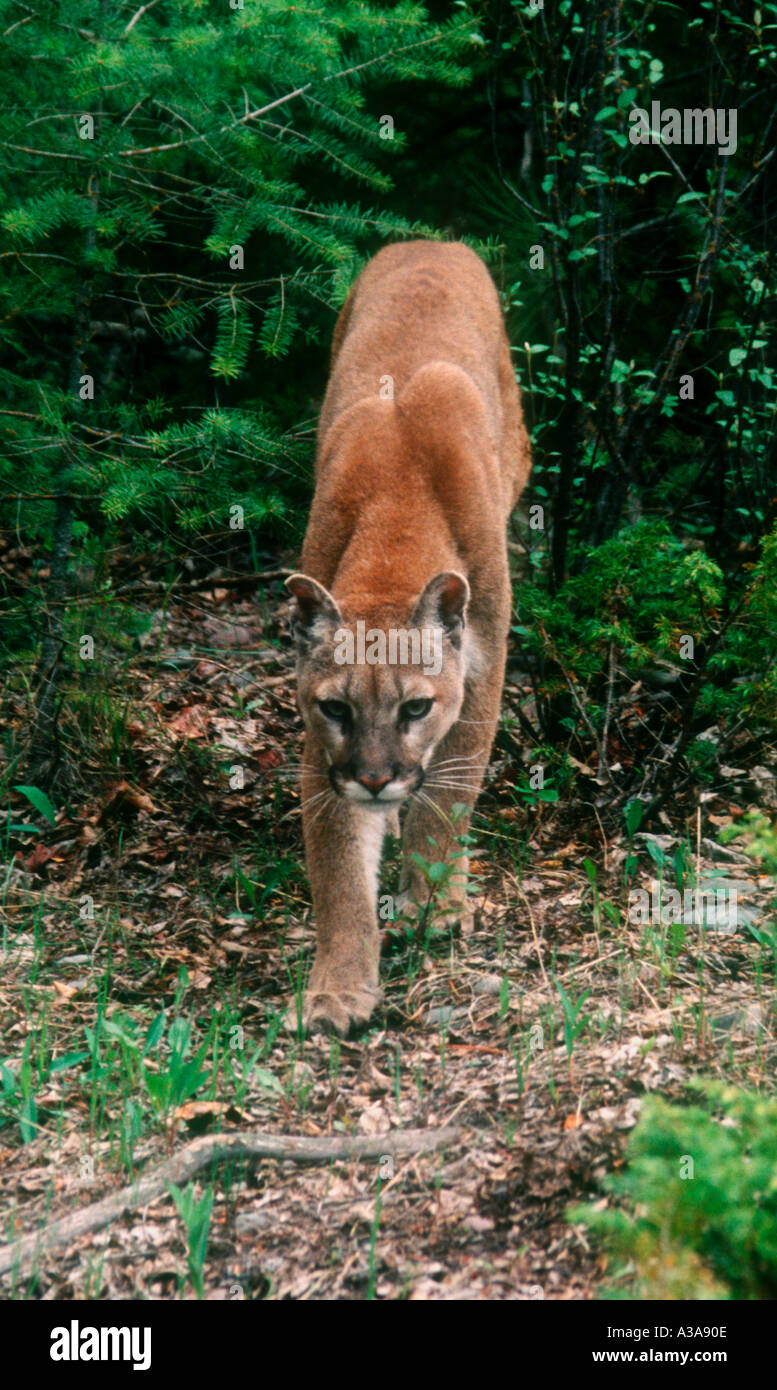 Mountain lion stalking its prey Stock Photo - Alamy
