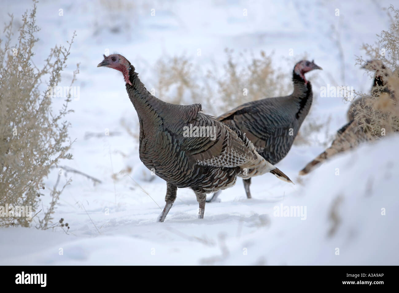 Wild Turkeys in snow near Salt lake City Utah. Black feathers and ...