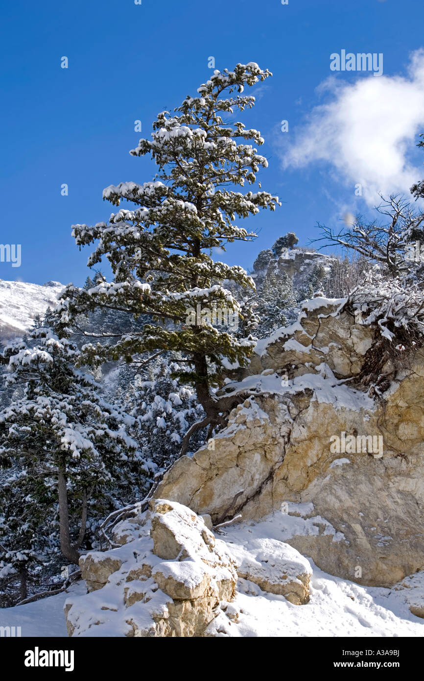 Winter pine tree cliff snow bend by storm and wind Stock Photo - Alamy