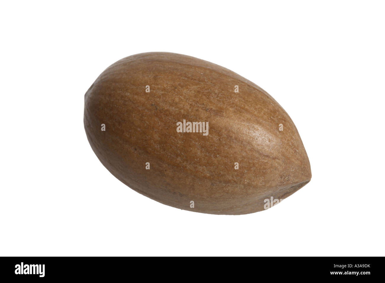 Pecan in Shell Stock Photo - Alamy