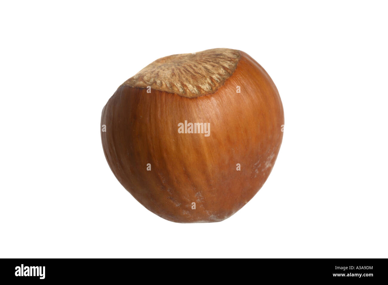 Hazelnut in shell hi-res stock photography and images - Alamy