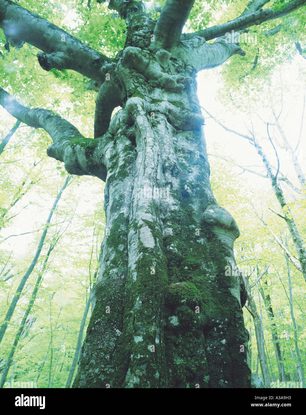 Cheju cheju halla island halla mountain mountain hi-res stock ...