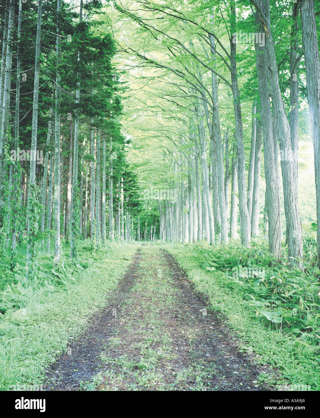 Cheju Halla Mountain High Resolution Stock Photography and Images - Alamy