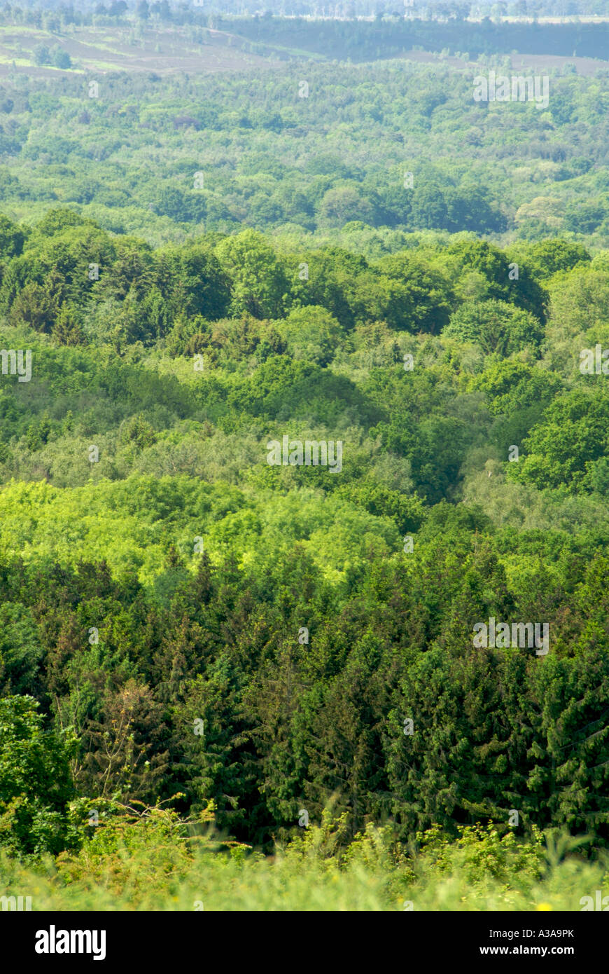English forest hi-res stock photography and images - Alamy
